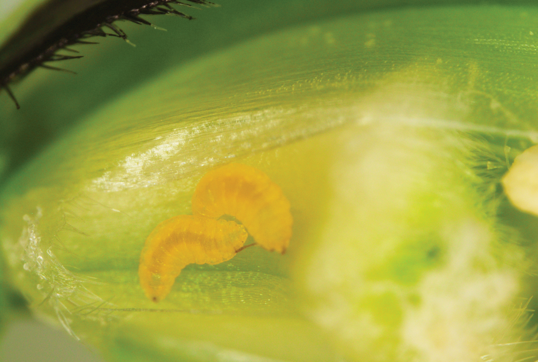 MIDGE MITIGATION – GrainsWest