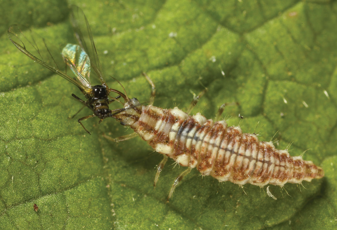 INTERNATIONAL INSECT MANAGEMENT – GrainsWest