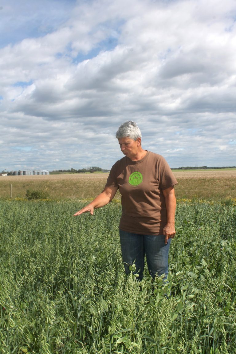 THE PEACE PROCESS – GrainsWest