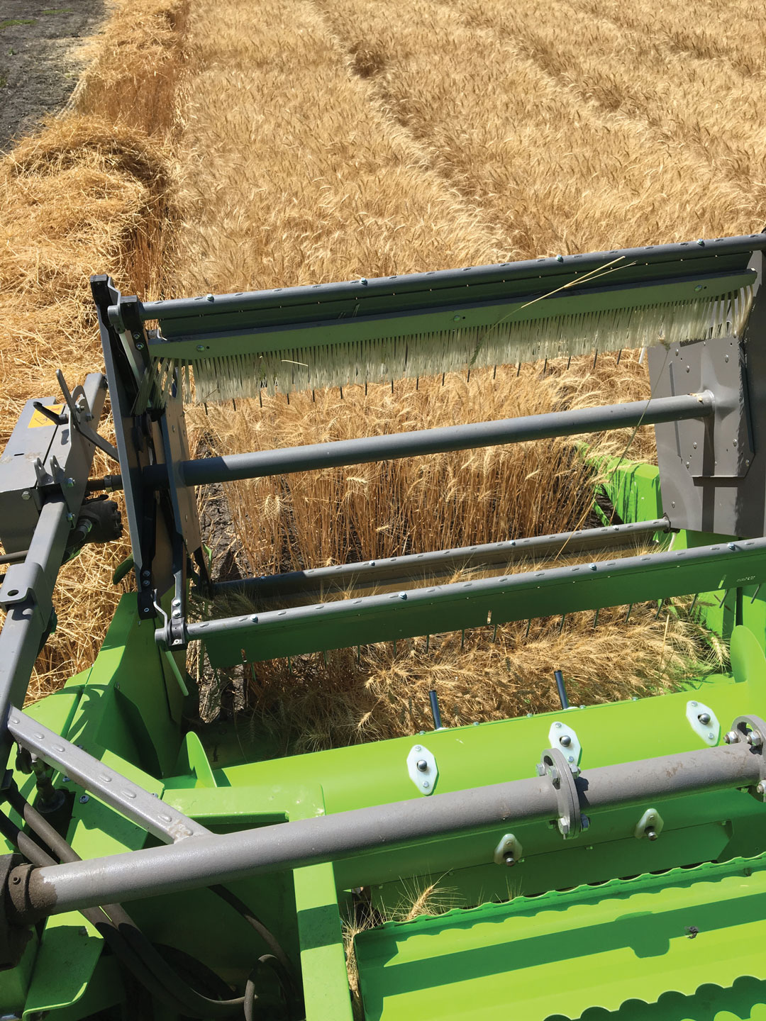 NEW FACES IN WINTER WHEAT – GrainsWest