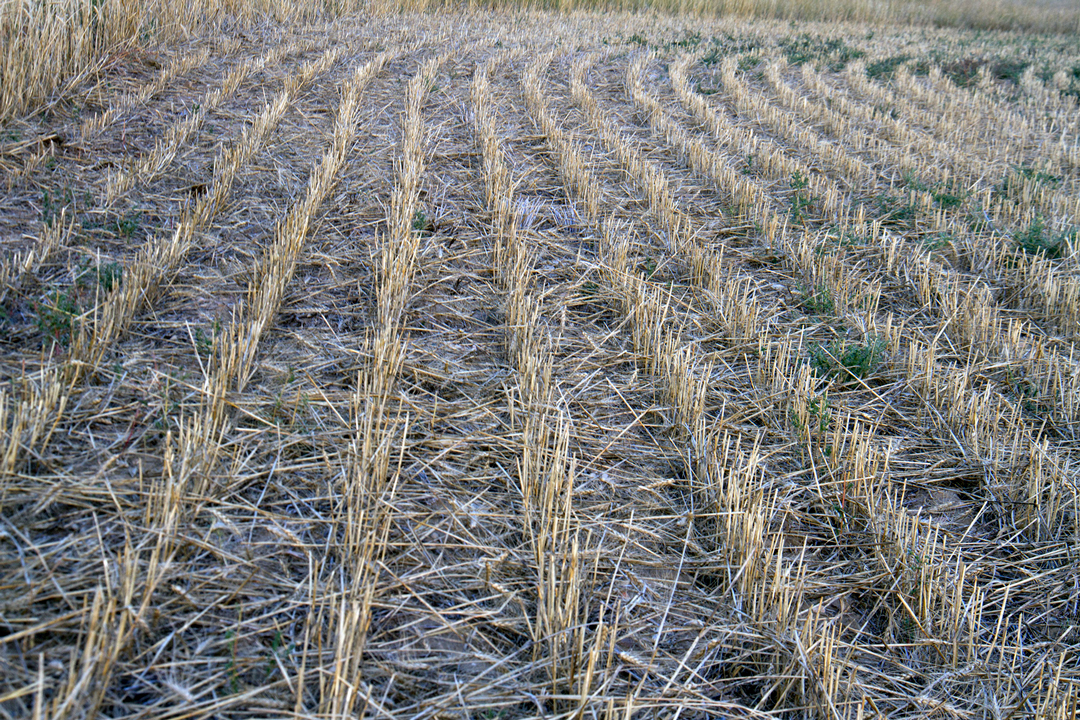 WHEAT STEM SAWFLY THREAT HEATS UP – GrainsWest
