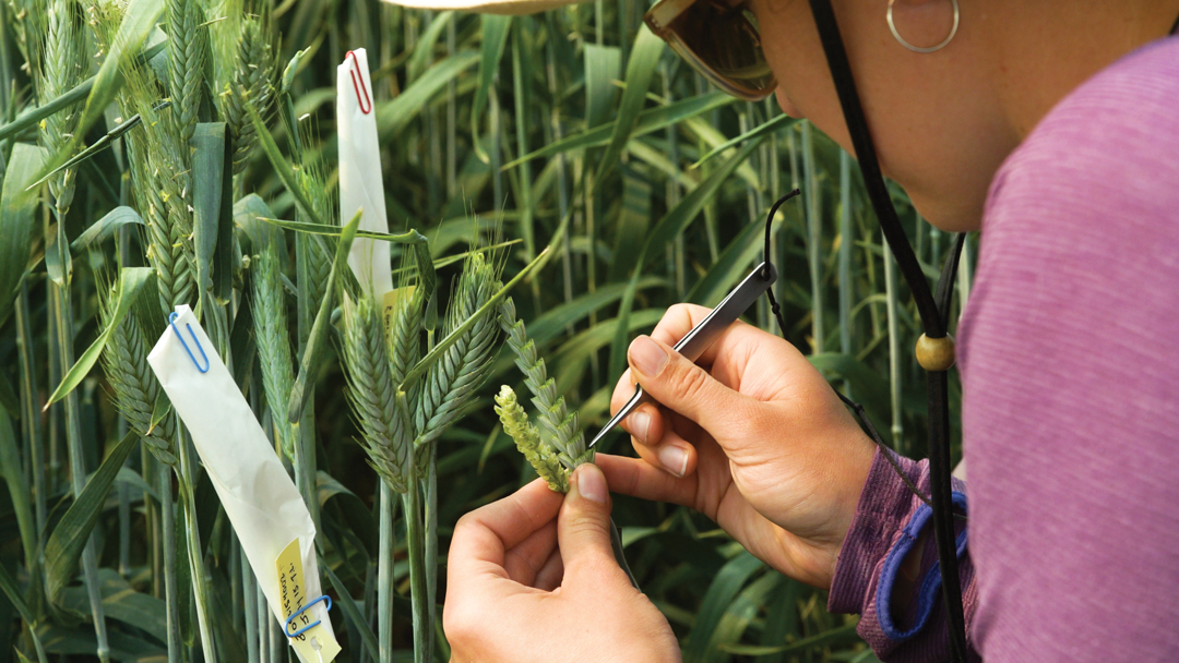 FCDC REIMAGINED – GrainsWest