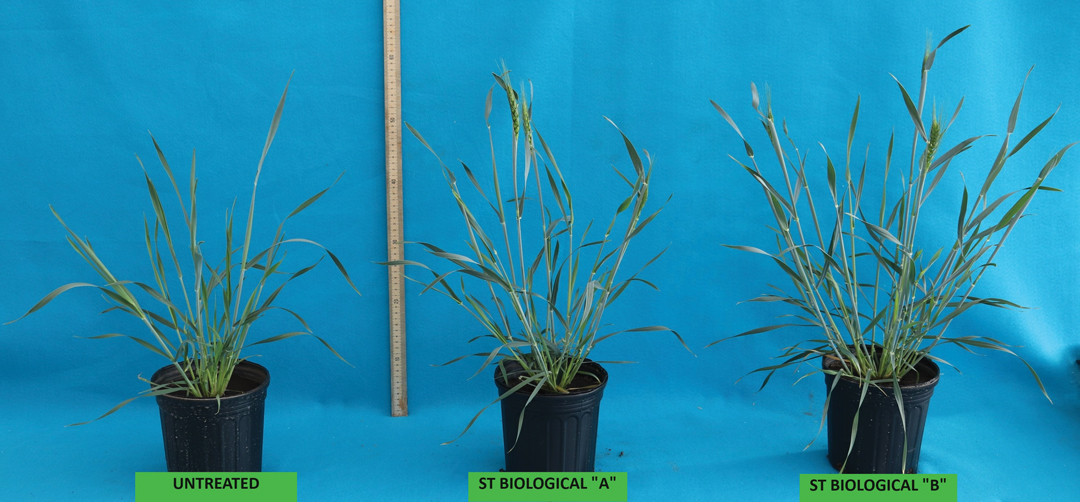 BIOLOGICALS BOOM – GrainsWest